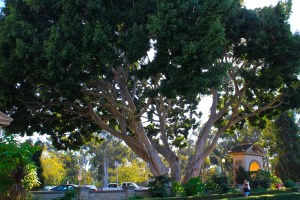 Picture Tour of the San Diego Balboa Park – One Cool Thing Every Weekend