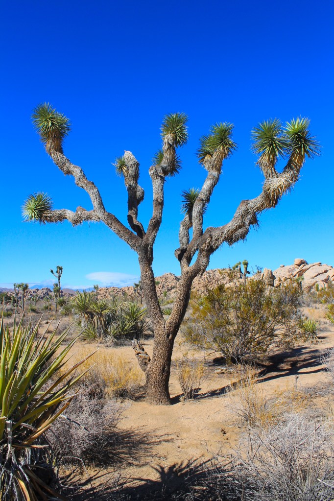 Barker Dam Trail: Joshua Tree National Park – One Cool Thing Every Weekend