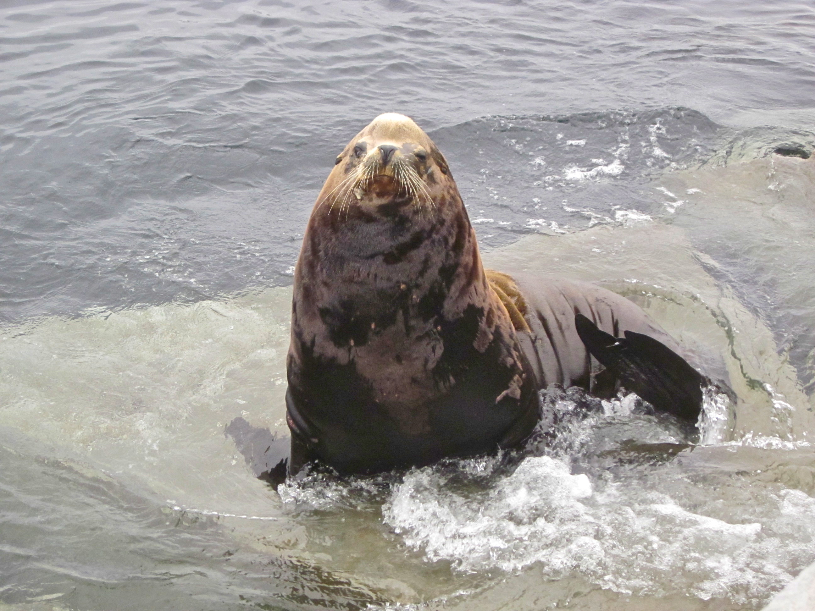 5 Unique Places to See Animals In California – One Cool Thing Every Weekend