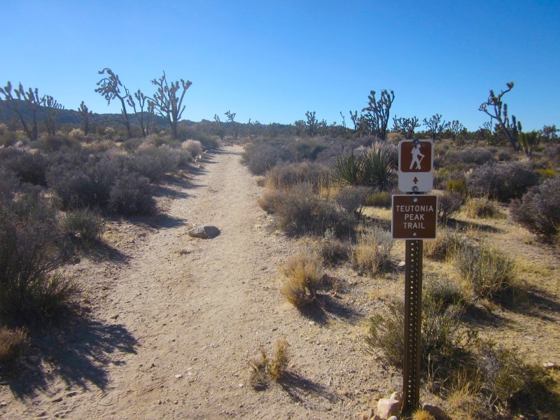 The Densest Joshua Tree Forest In The World – One Cool Thing Every Weekend